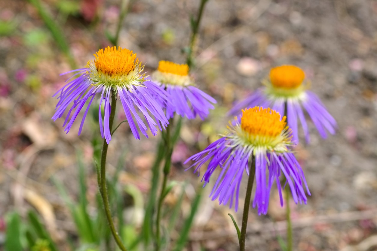 Aster diplostephioides - PictureThis