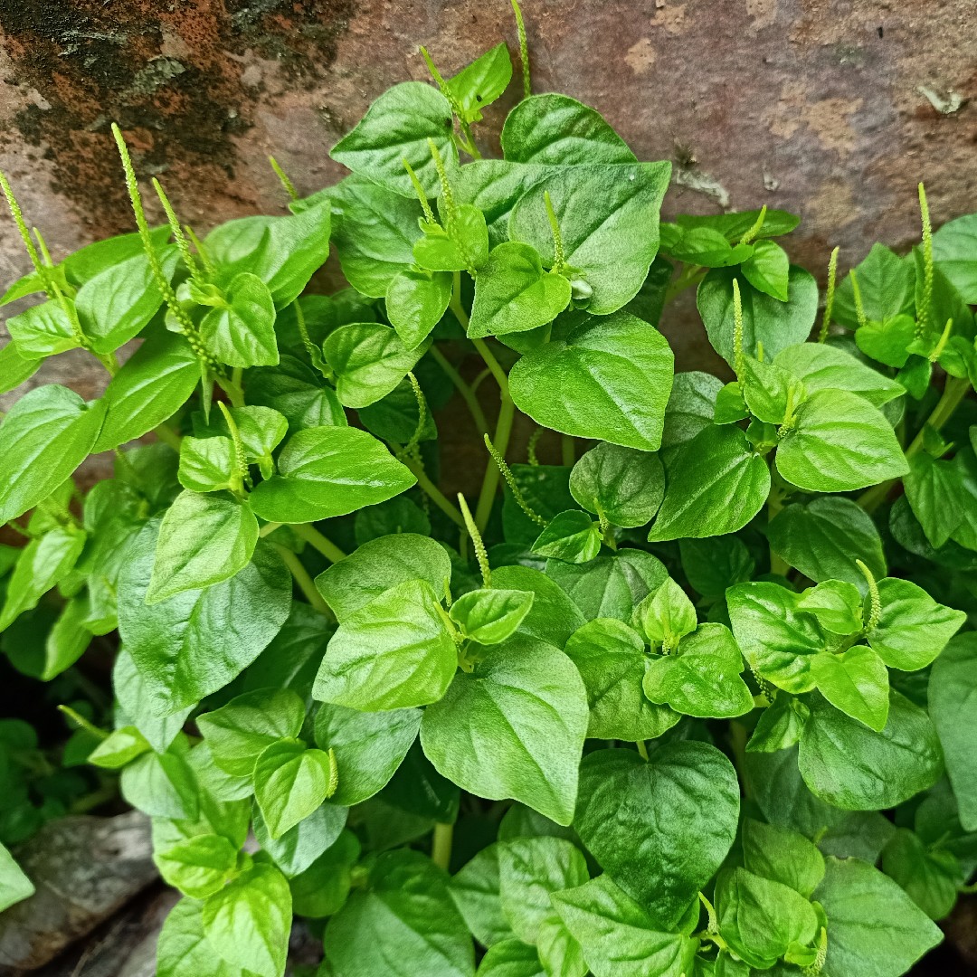 Peperomia Pellucida Verzorging(Stekken, Bemesten, Ziekten en Plagen) - PictureThis