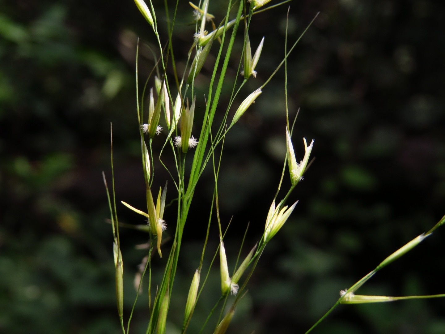 Achnatherum pekinense Flower, Leaf, Uses - PictureThis