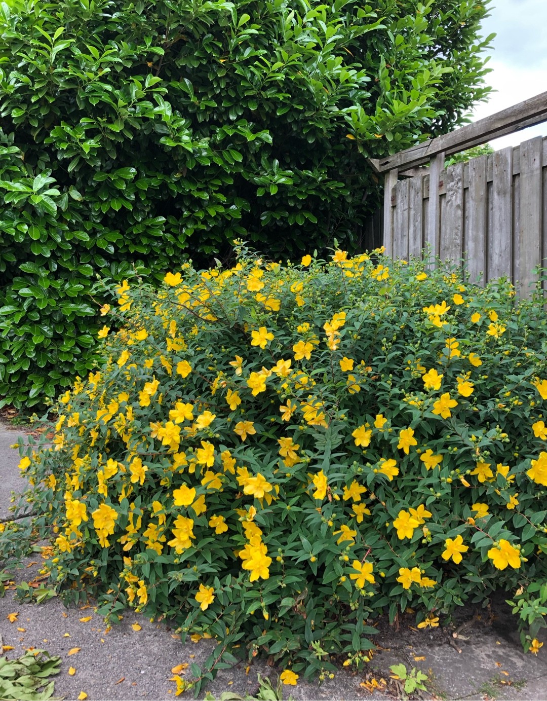 Hypericum × hidcoteense 'Hidcote' - PictureThis