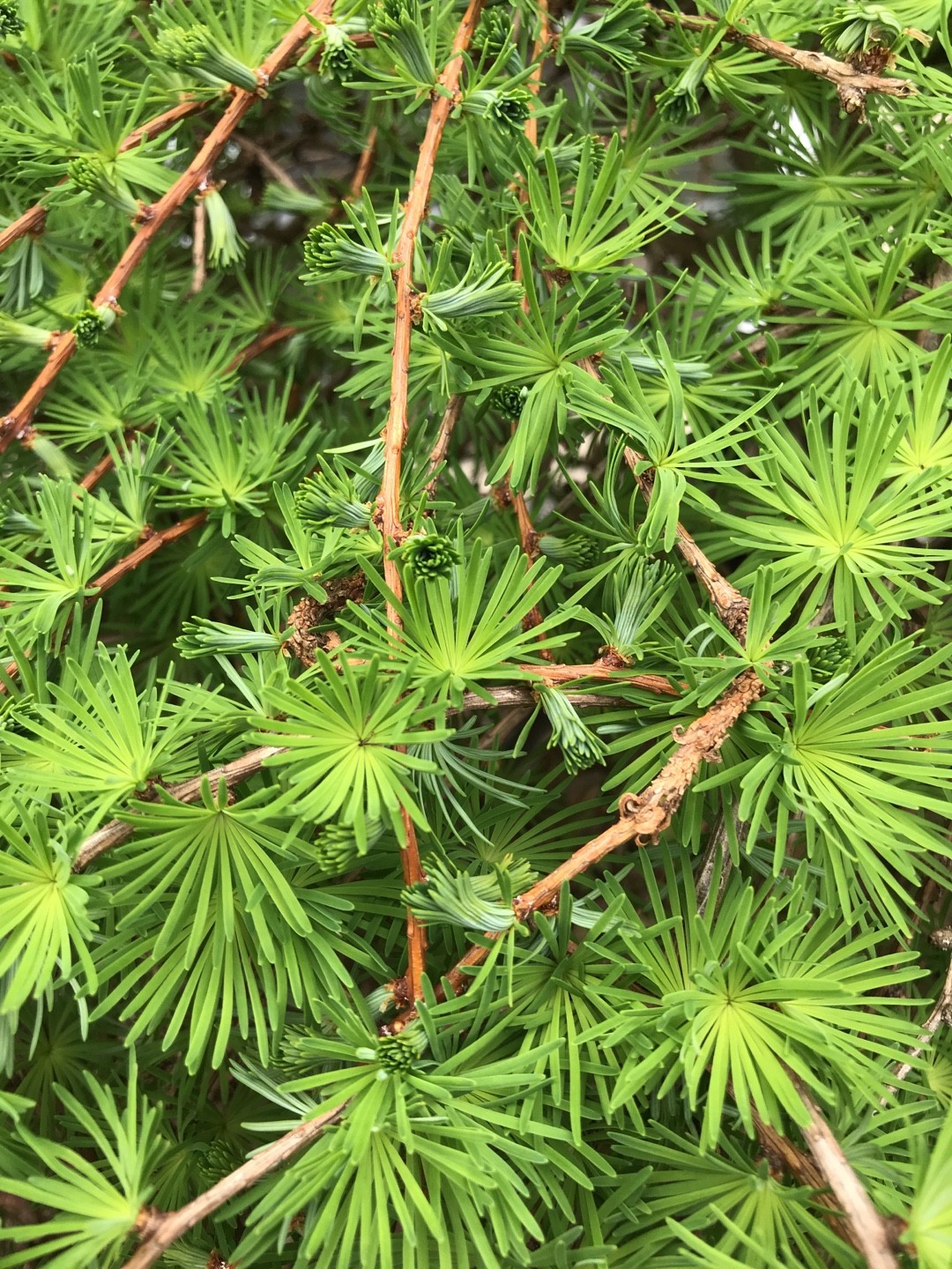 Mélèze du japon (Larix kaempferi) - PictureThis