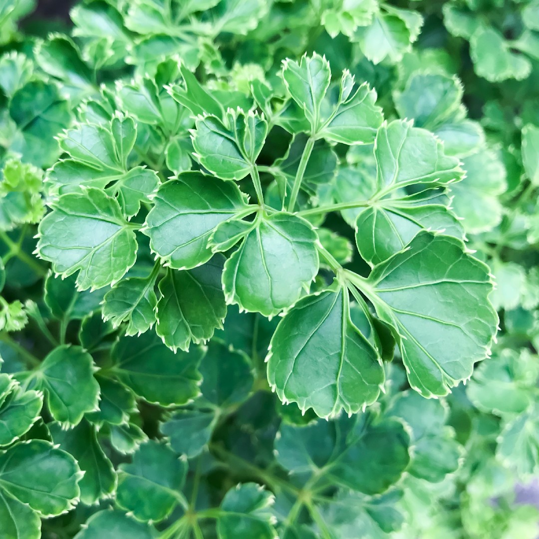 Geranio aralia (Polyscias guilfoylei) - PictureThis