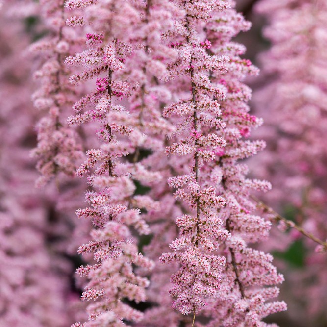 ¿Dónde crece el tamarisco - PictureThis