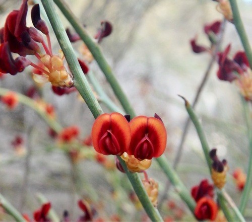 Daviesia hakeoides - PictureThis