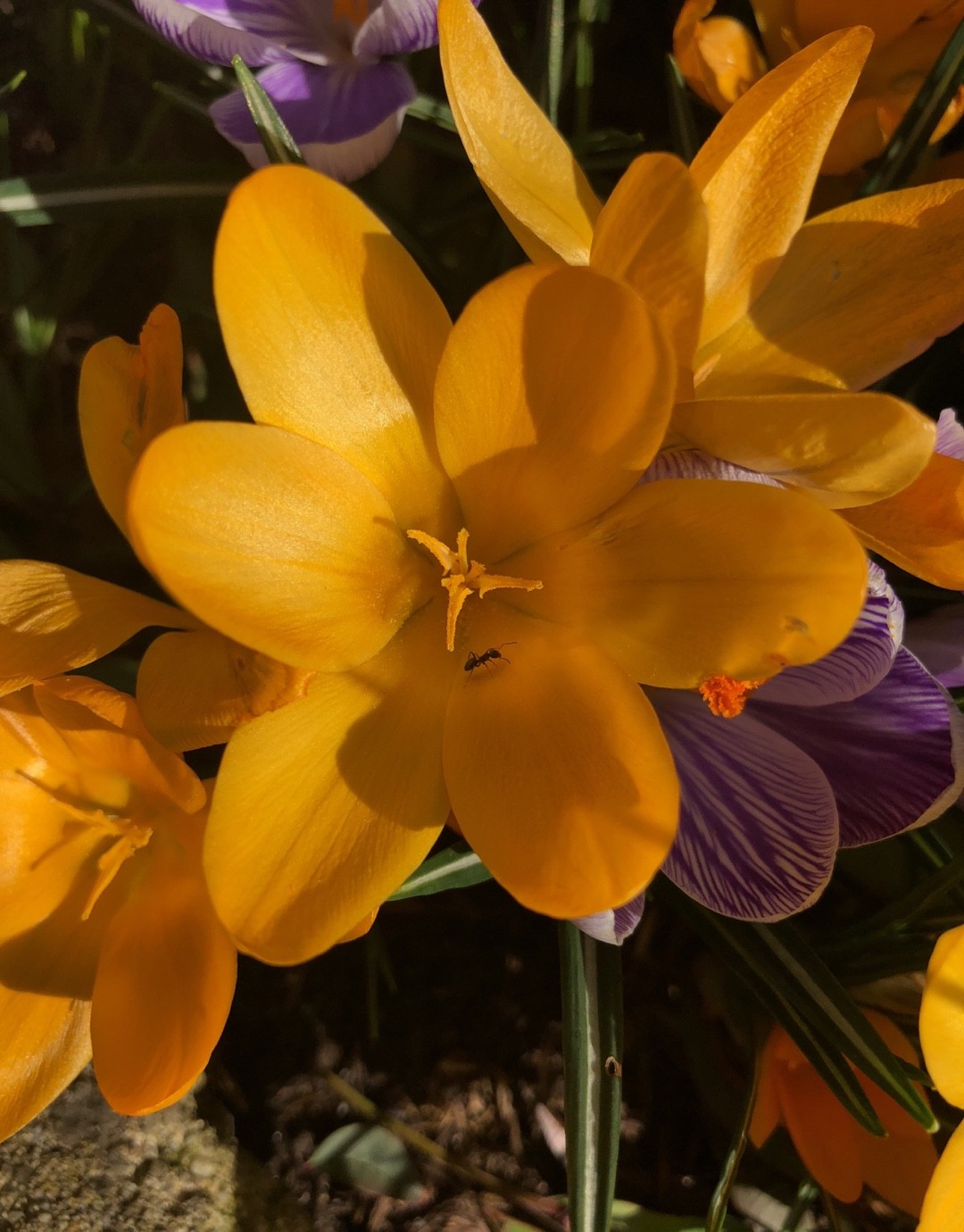 Wofür wird der gold-Krokus verwendet? - PictureThis