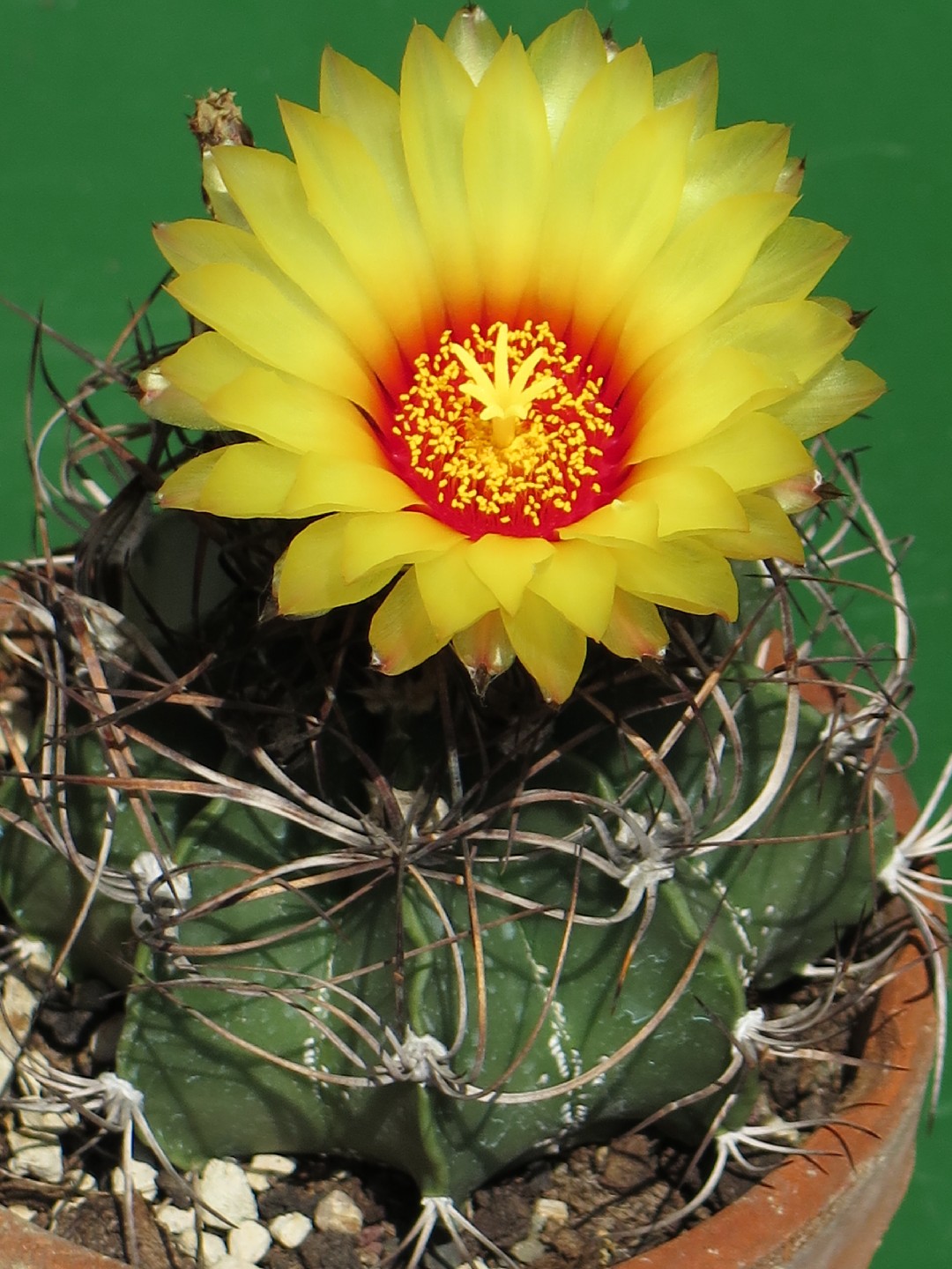 Astrophytum capricorne - PictureThis