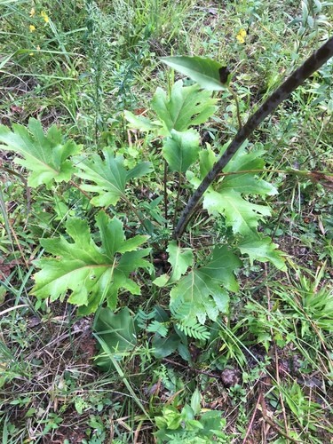 Kidney-leaf rosinweed (Silphium compositum) Flower, Leaf, Care, Uses ...