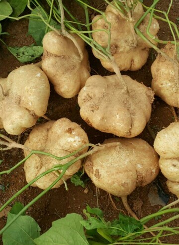 ¿Dónde es nativo el jícama - PictureThis