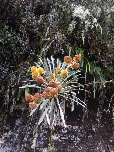 Espeletia argentea - PictureThis