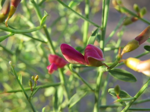 Alhagi maurorum - PictureThis