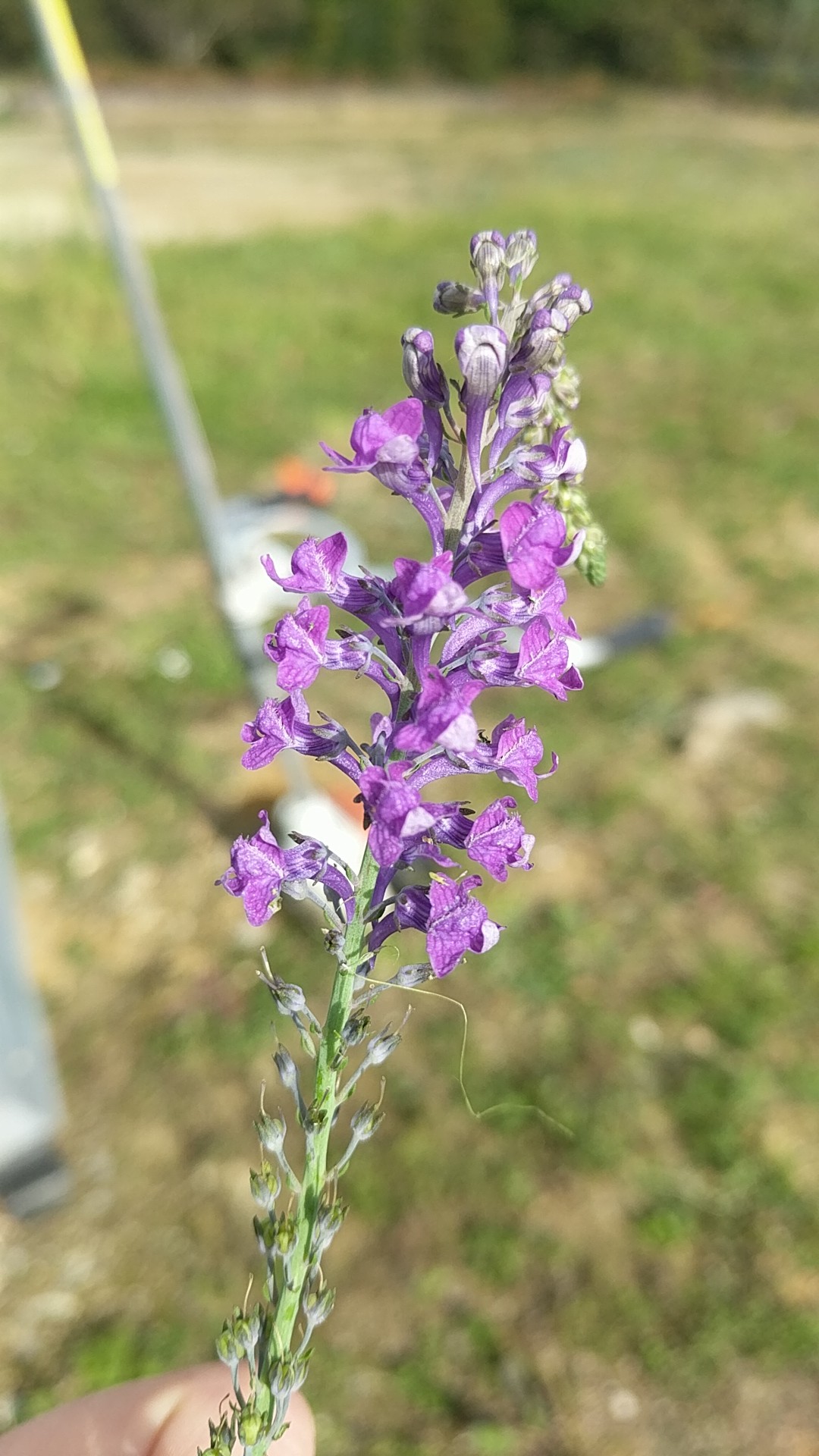 Purple toadflax (Linaria purpurea) Care Guide - PictureThis