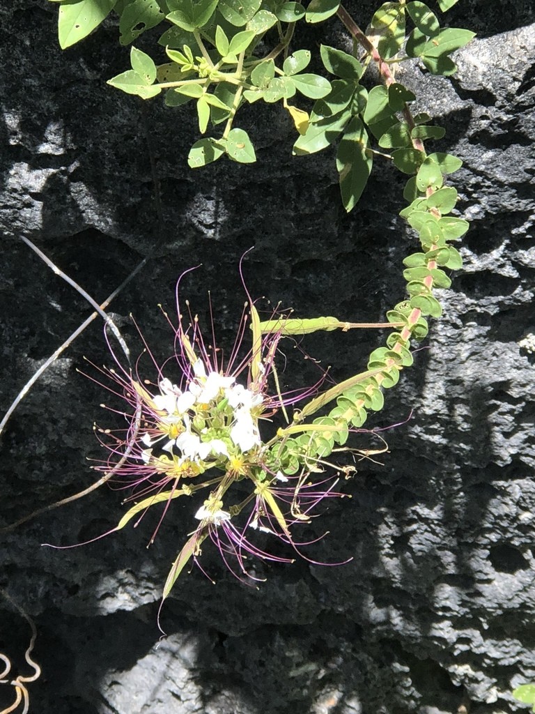 Polanisia uniglandulosa - PictureThis