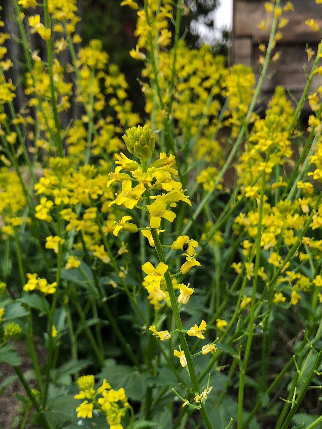 Medium-flowered winter-cress (Barbarea intermedia) Flower, Leaf, Uses ...