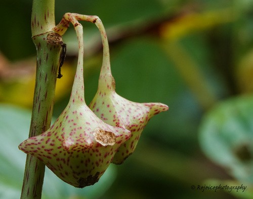 Begonia roxburghii - PictureThis