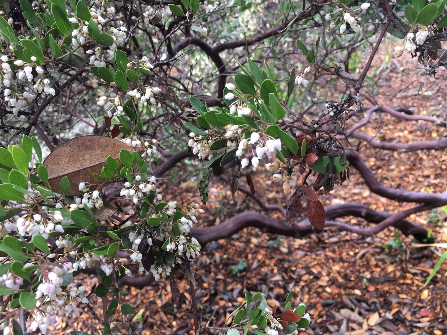 Arctostaphylos - PictureThis