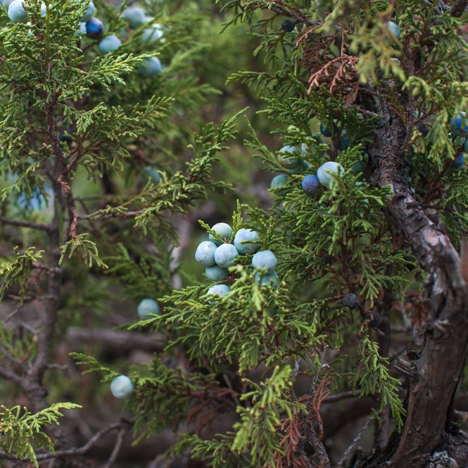 Utah Juniper (Juniperus osteosperma) Care Guide - PictureThis