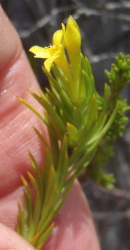 Gnidia simplex - PictureThis