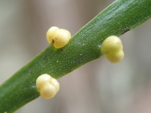 Psilotum complanatum - PictureThis