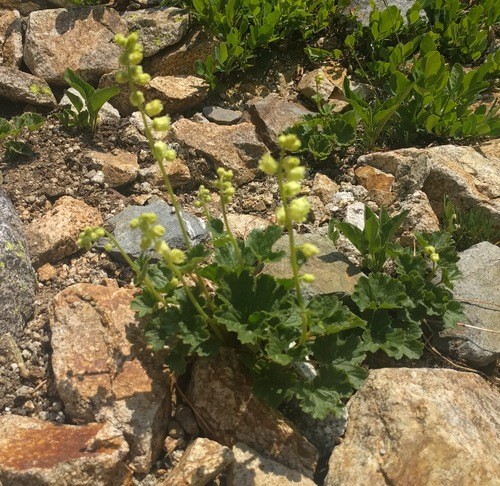 Elmera racemosa - PictureThis