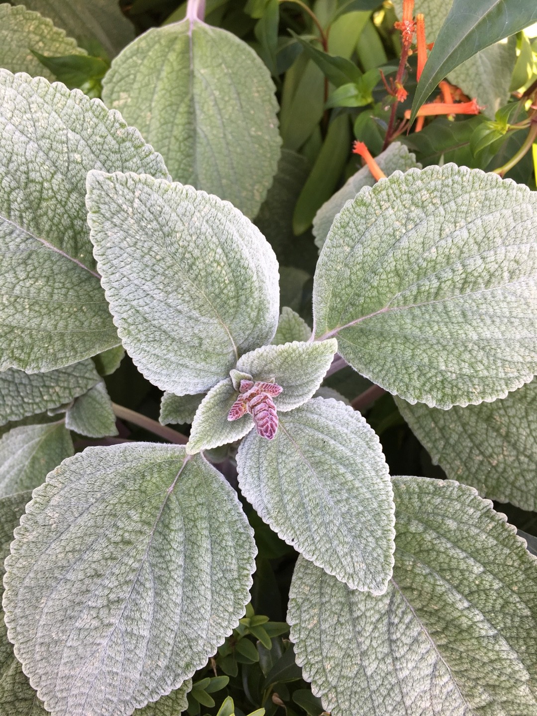 Plectranthus argentatus - PictureThis