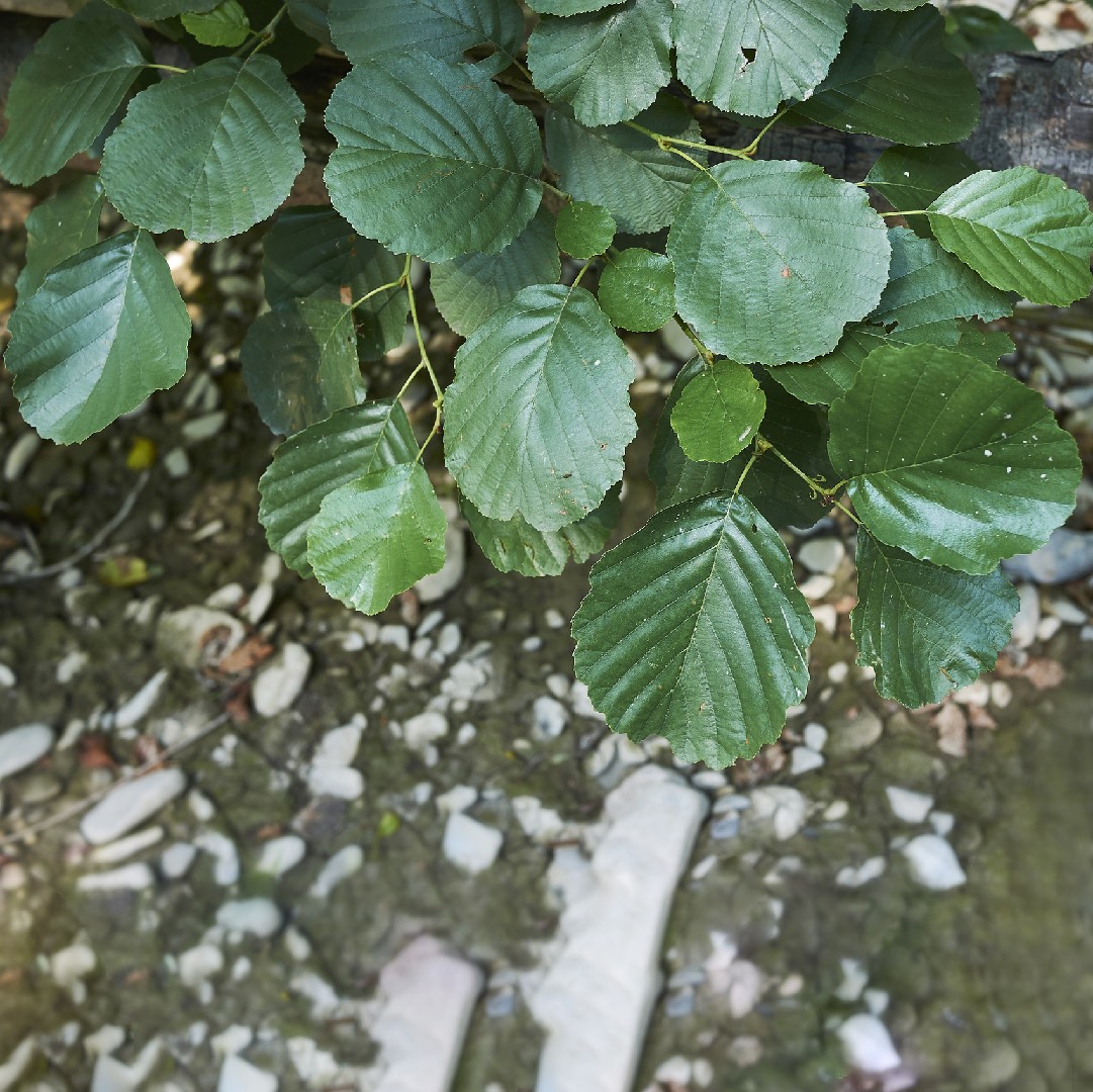 Aliso (Alnus glutinosa) - Picturethis