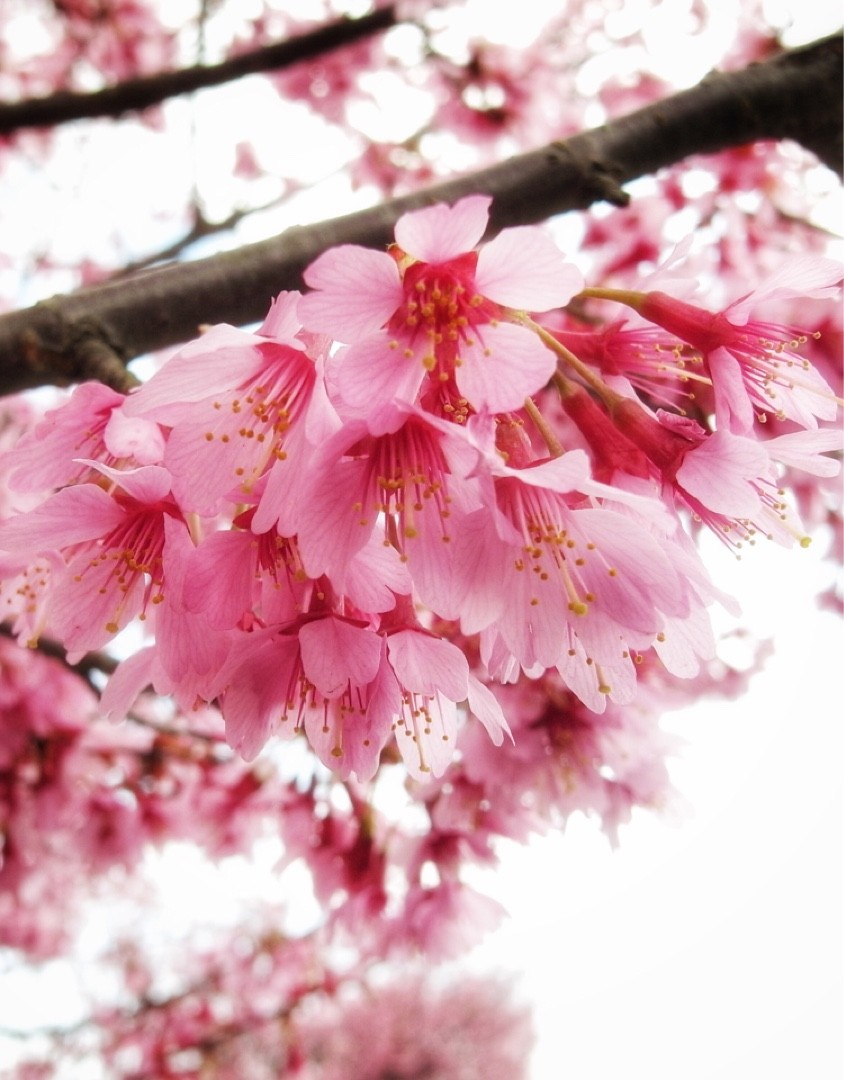 カンザクラ（寒桜） (Prunus kanzakura) 花言葉，学名，よくある質問 - PictureThis