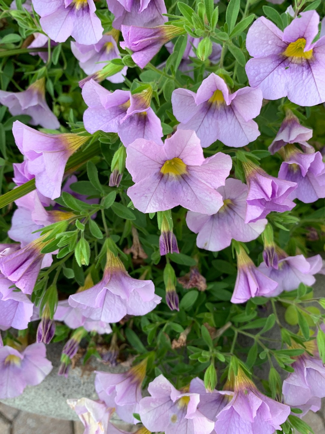 Calibrachoa 'Superbells Miss Lilac' - PictureThis