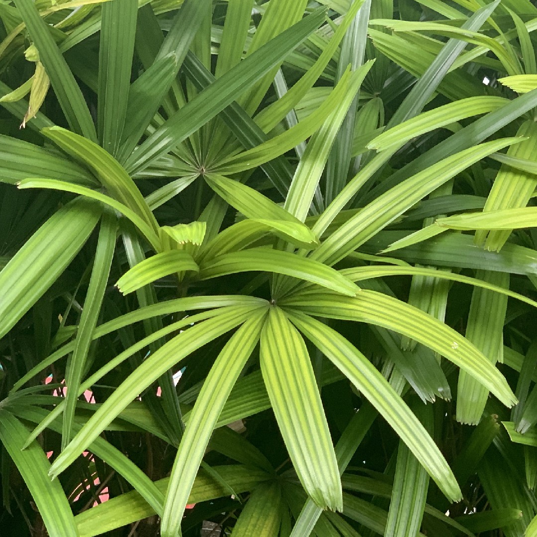 Rhapis - PictureThis