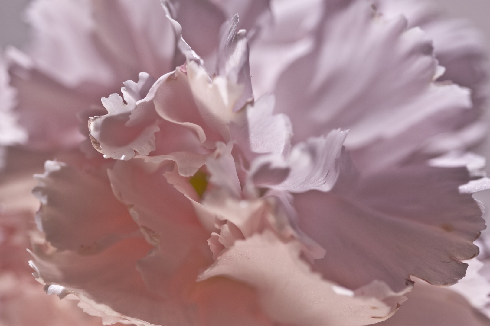 Dianthus 'Pink Ruffles' - PictureThis