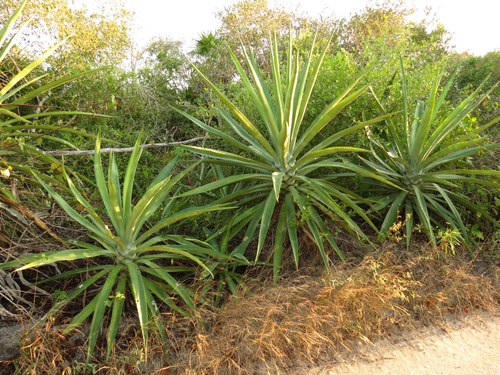 Хенекен (Agave fourcroydes) - PictureThis