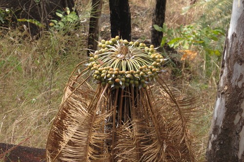 Cycas media - PictureThis