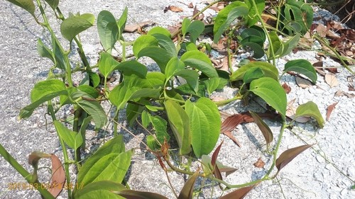 Smilax setosa - PictureThis
