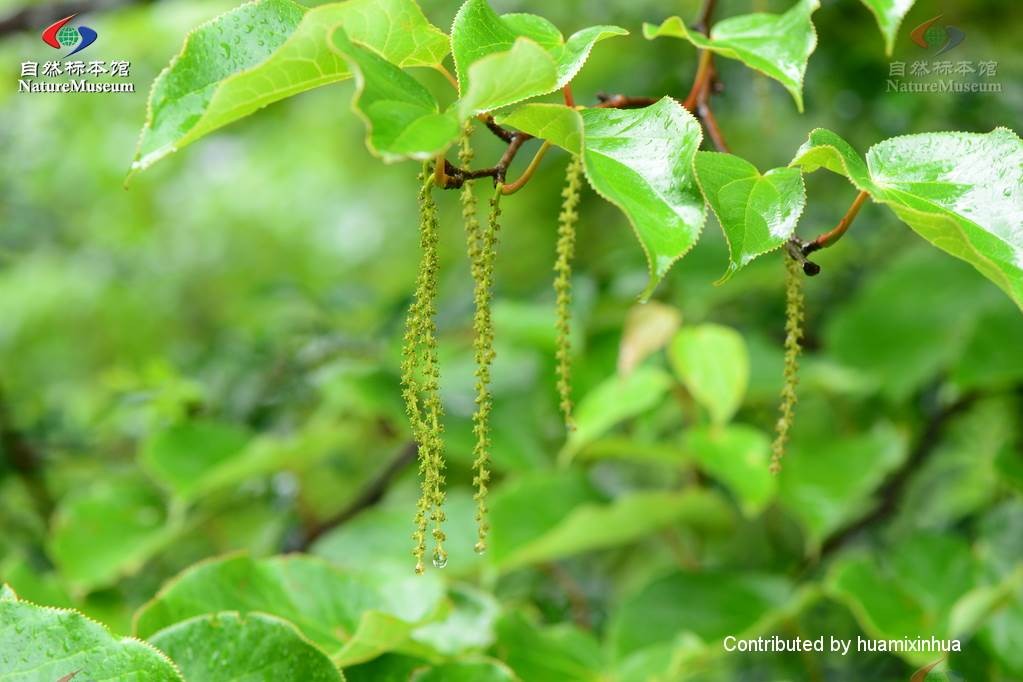 Tetracentron sinense - PictureThis