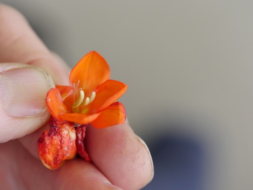 Tritonia - PictureThis