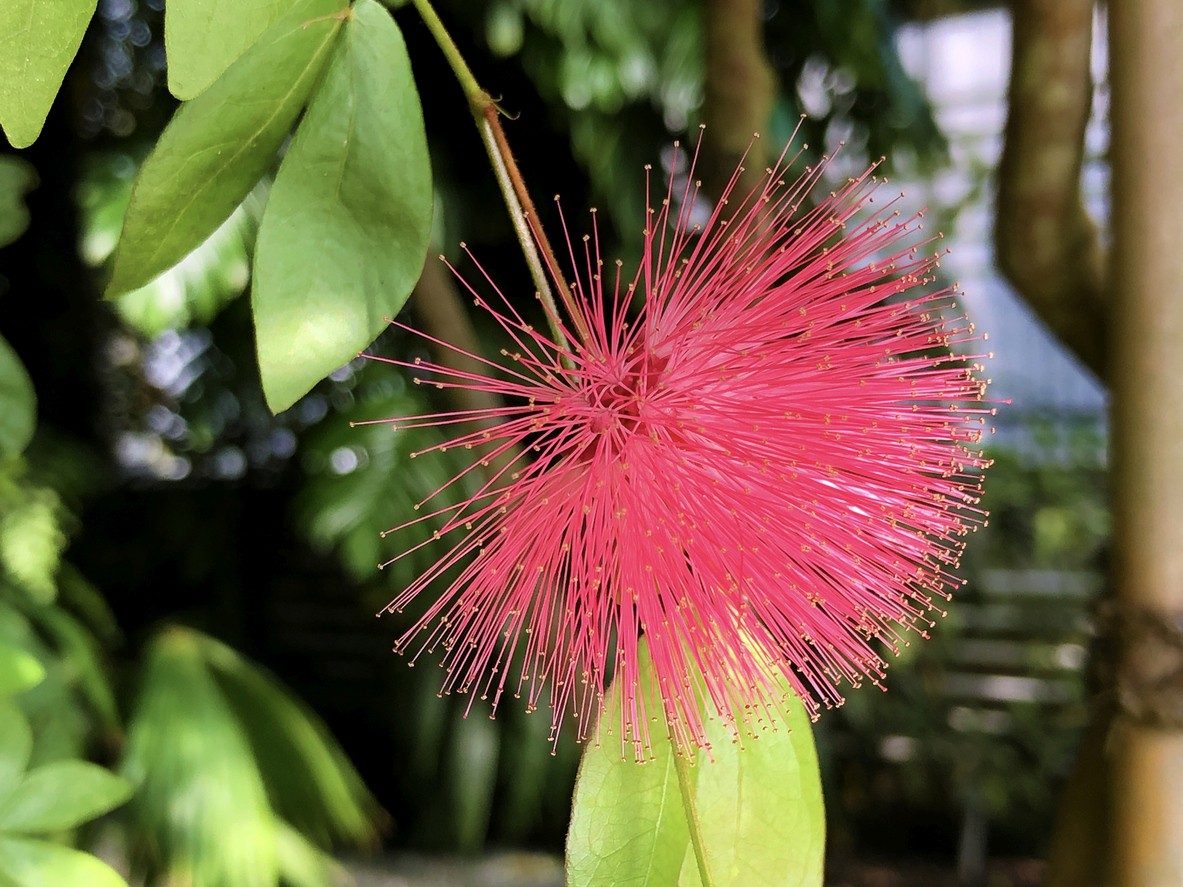 Calliandra tergemina var. emarginata - PictureThis
