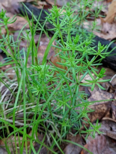 Galium concinnum - PictureThis