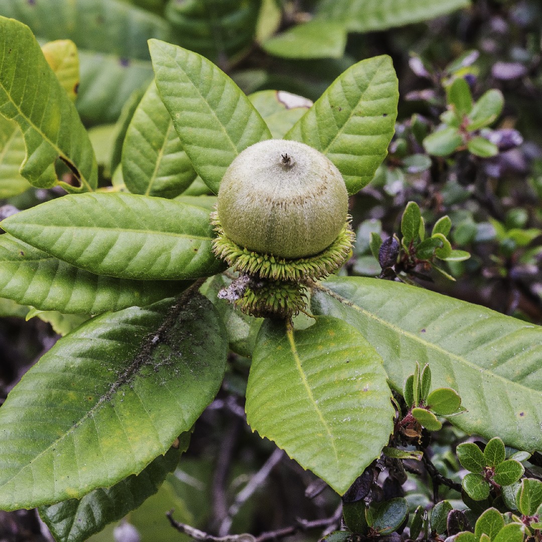 Notholithocarpus densiflorus - PictureThis