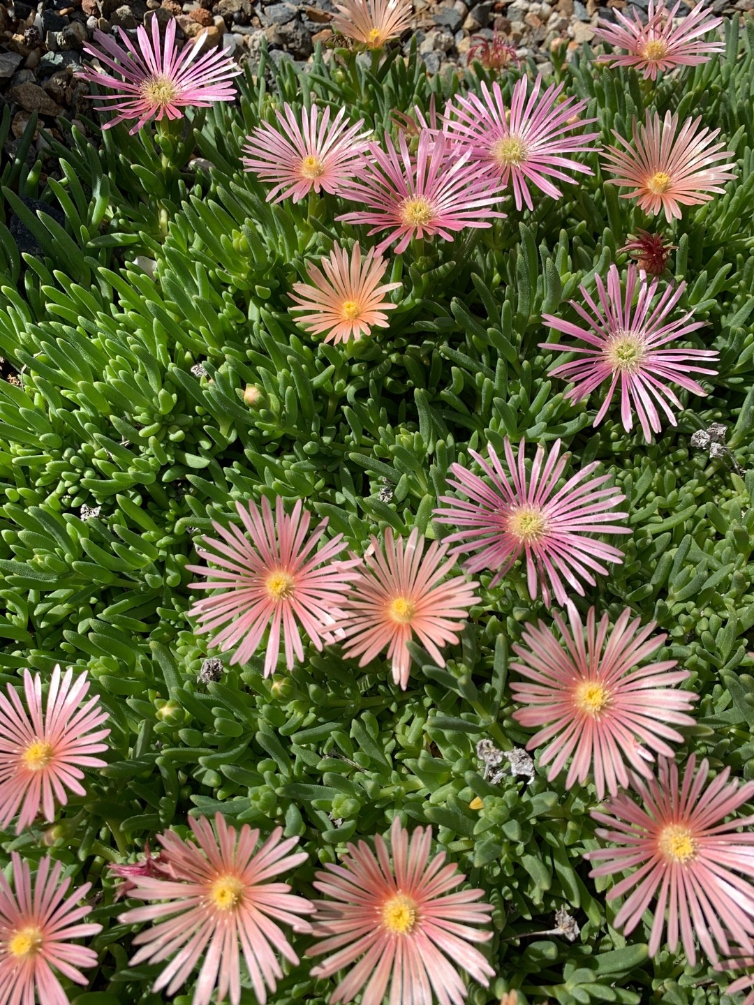 Delosperma cooperi 'Kelaidis' - PictureThis