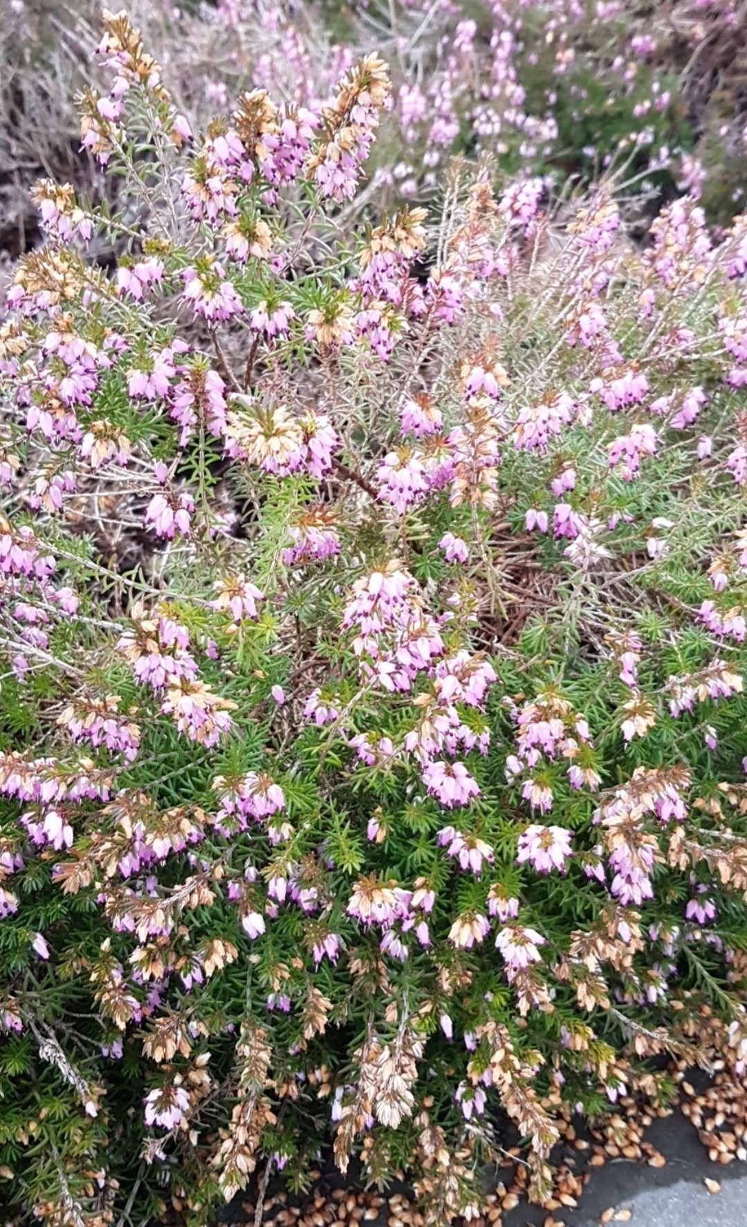 Erica carnea 'Pink Spangles' - PictureThis