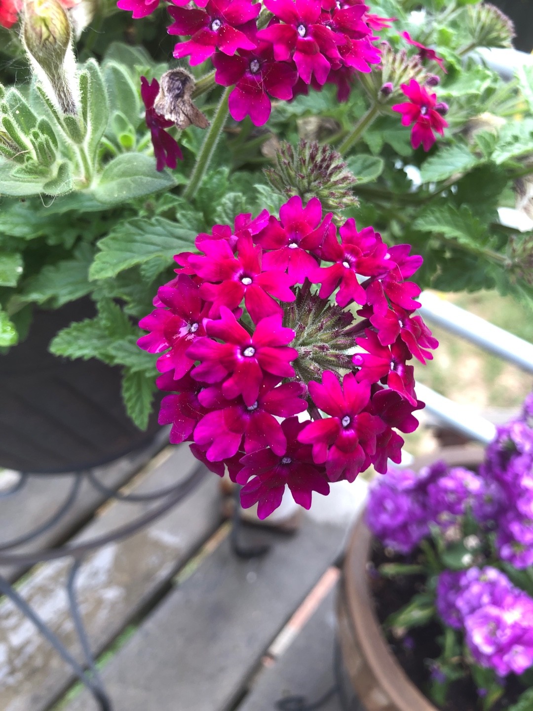 Verbena 'Superbena Royale Plum Wine' (Verbena 'Superbena Royale Plum ...