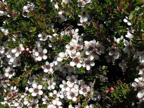 Alpine tea-tree (Leptospermum rupestre) Flower, Leaf, Uses - PictureThis