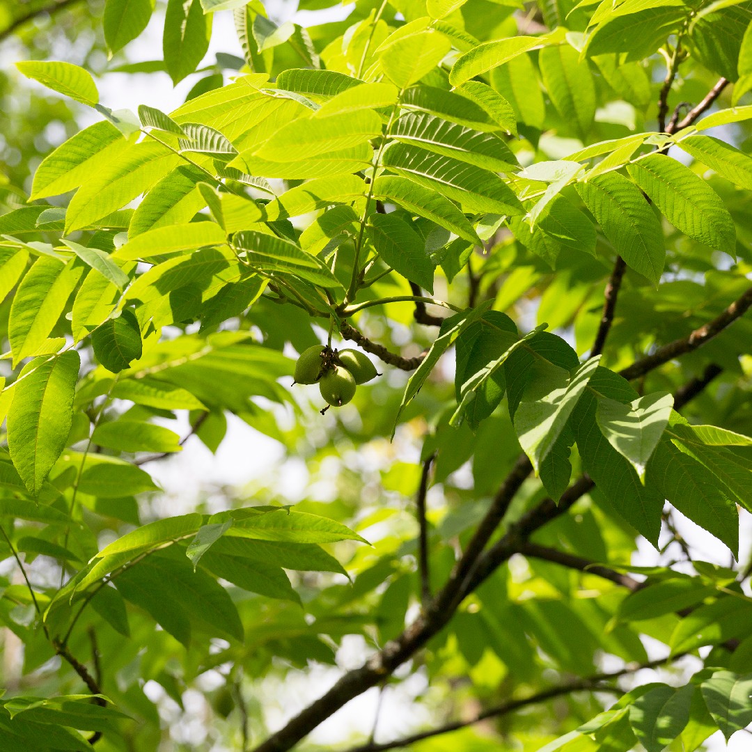Witte Walnoot (Juglans cinerea) - PictureThis