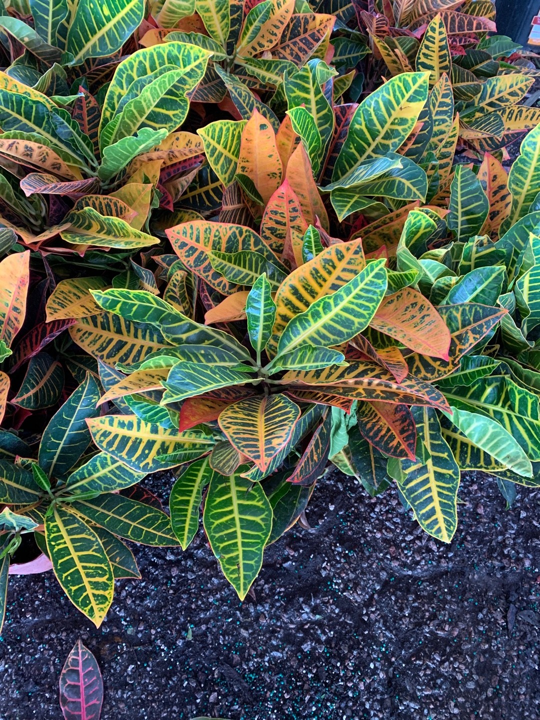 Codiaeum variegatum 'Excellent' - PictureThis