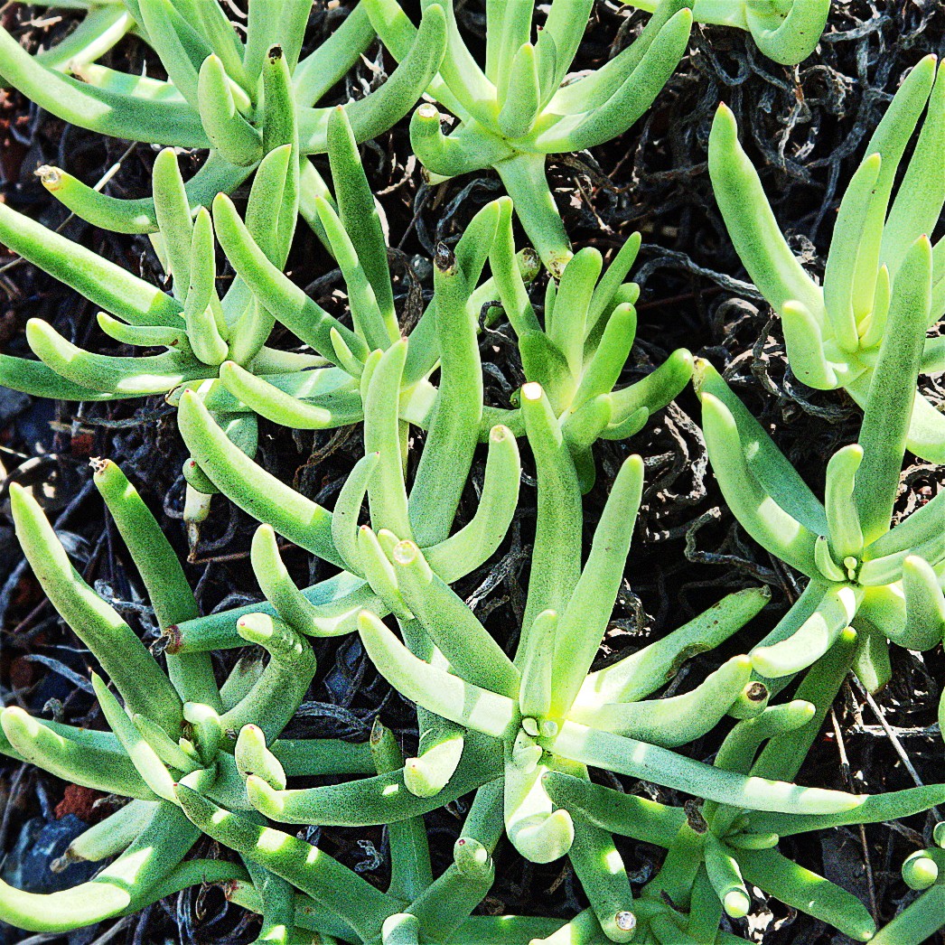 Fingertips (Dudleya edulis) - PictureThis