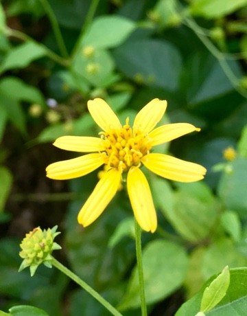 Wollastonia biflora - PictureThis