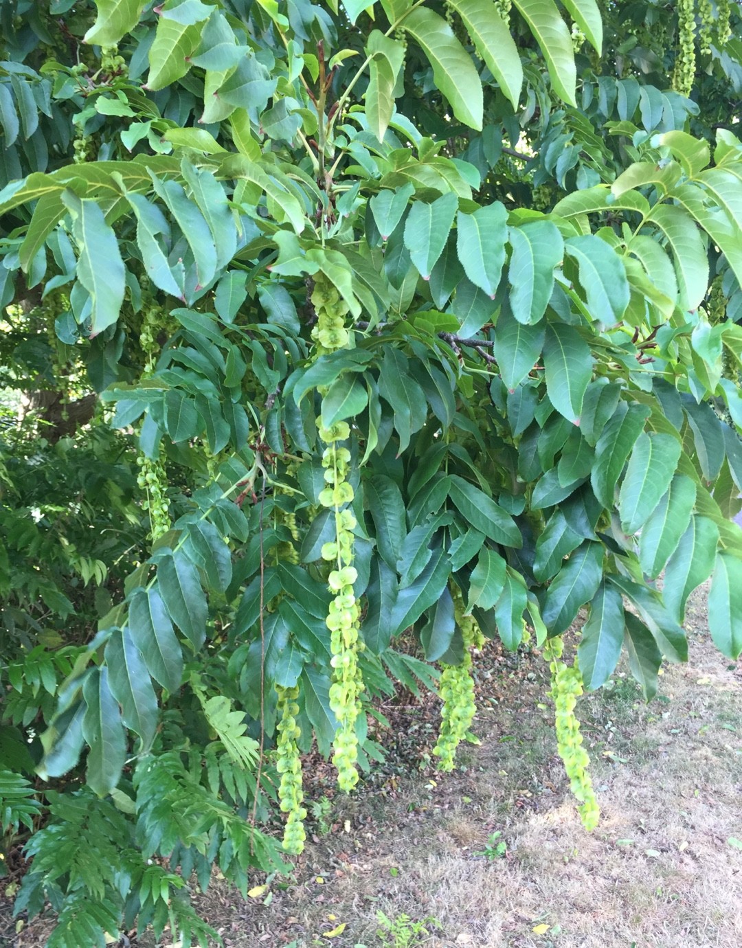 Cyclocarya paliurus - PictureThis