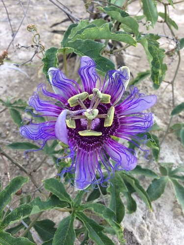 Passiflora cincinnata - PictureThis
