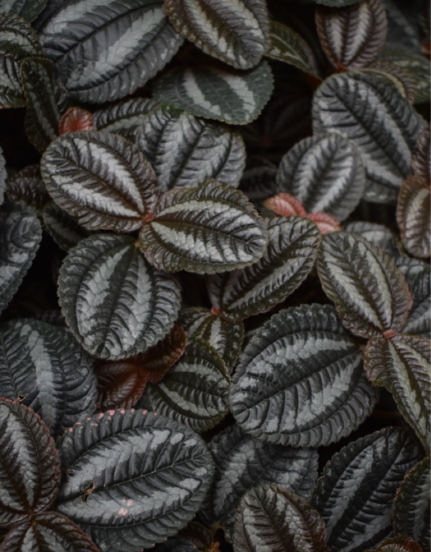 Pilea involucrata 'Norfolk' (Pilea involucrata 'Norfolk') - PictureThis