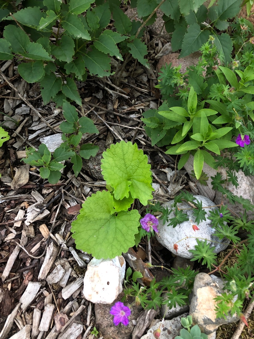 Primula matthioli subsp. matthioli (Primula matthioli subsp. matthioli ...