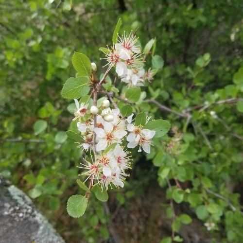 Desert apricot (Prunus fremontii) Flower, Leaf, Uses - PictureThis
